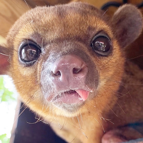 Kinkatopia is the only kinkajou sanctuary in the world | Linktree