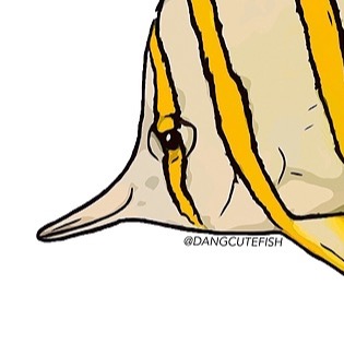 Dang cute fish | Linktree