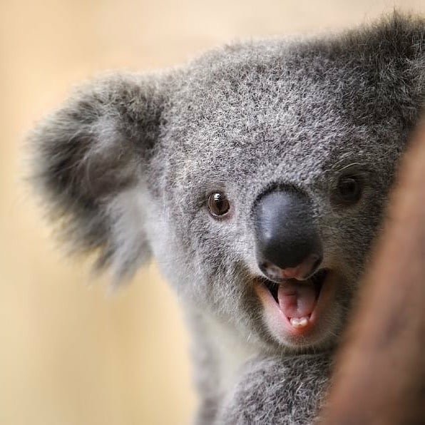 @koalasglobal | Linktree