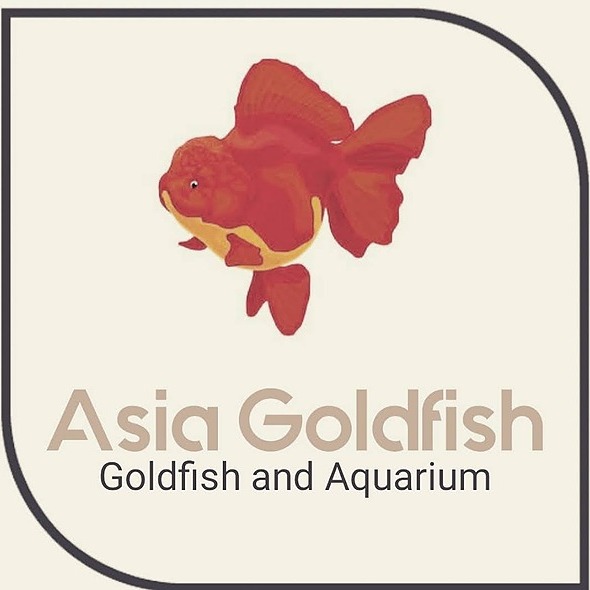 ASIA GOLDFISH | Instagram | Linktree