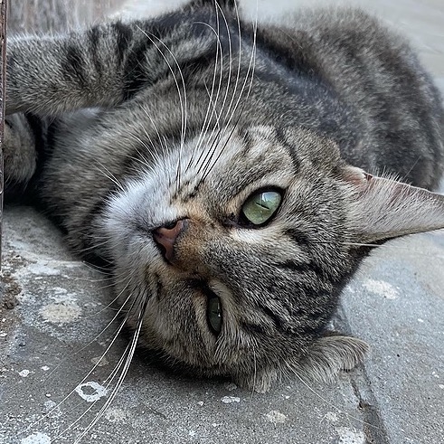 @jeddahcats | Linktree