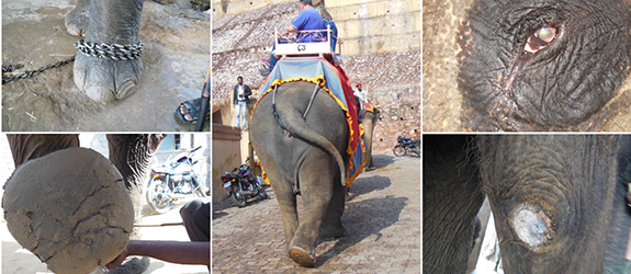 PetaIndiaOfficial | Twitter, Facebook | Linktree