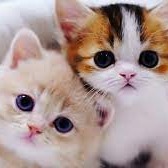 @ilove.cat | Linktree