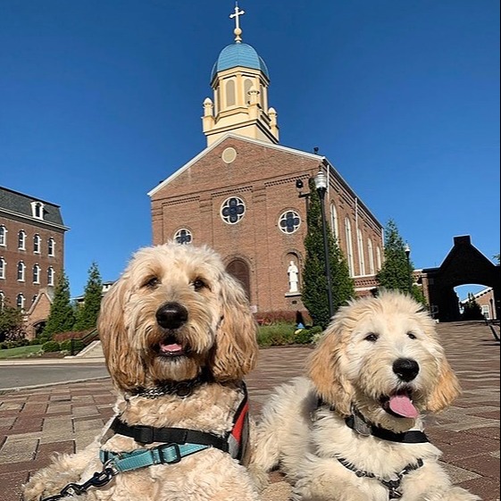 UD 4 Paws for Ability | Linktree