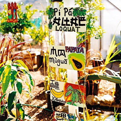 Tropica Mango Rare Fruit Trees | Twitter, Instagram | Linktree