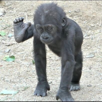 @GorillasDaily | Linktree