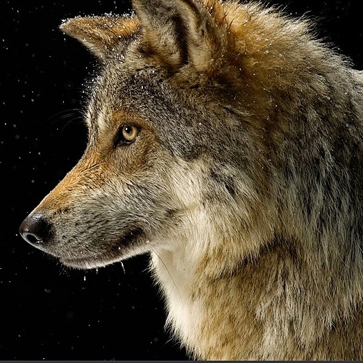 Fierce Wolf | Twitter, YouTube, Twitch | Linktree