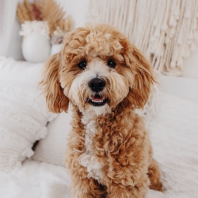 @riyo.themoodle | Linktree