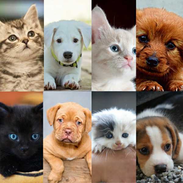 Kittens And Puppies | Linktree