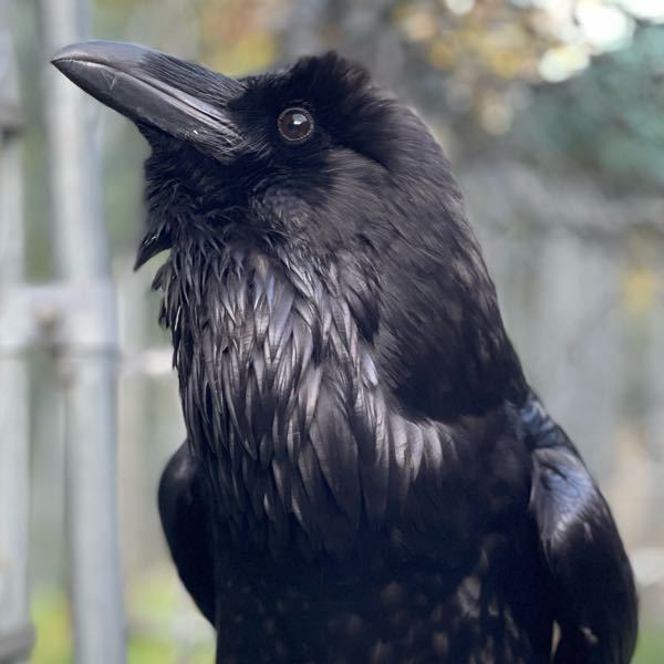 Poe the Raven | Linktree