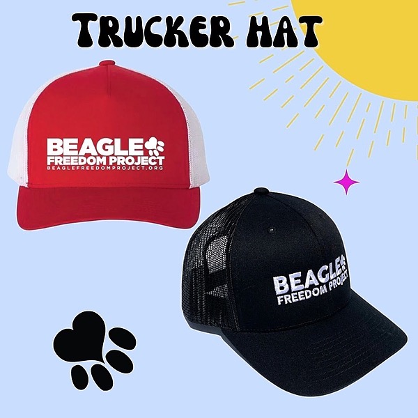 Beagle Freedom Project | Twitter, Instagram, Facebook | Linktree
