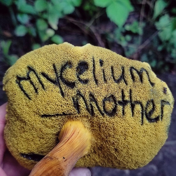 mycelium_mother - Find @mycelium_mother Onlyfans - Linktree