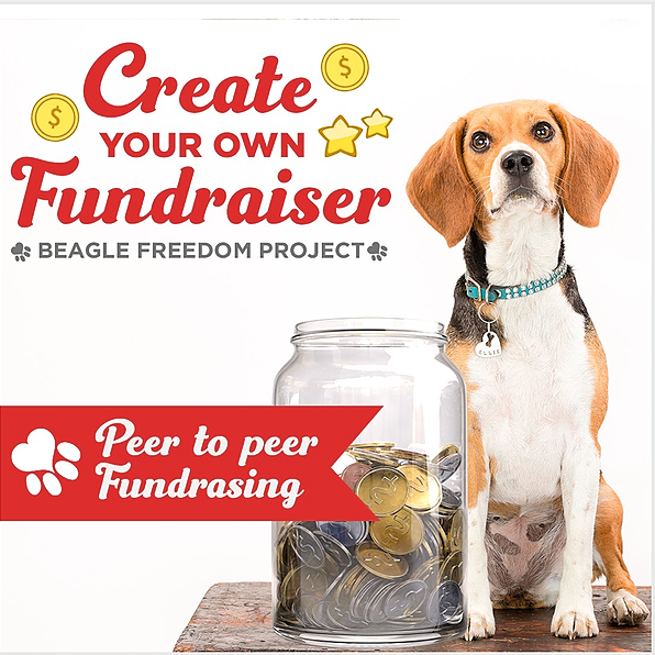 Beagle Freedom Project | Twitter, Instagram, Facebook | Linktree