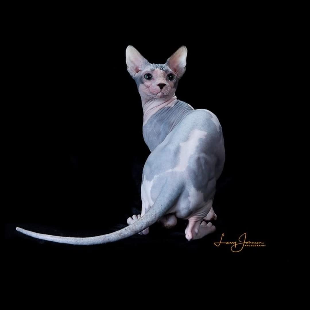 Pink Palace Sphynx | Instagram, Facebook, TikTok | Linktree