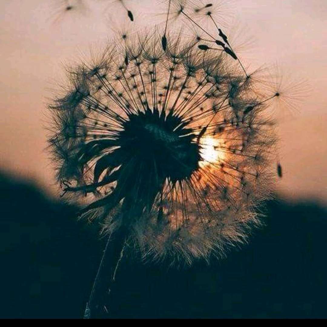 @pandybat | Linktree