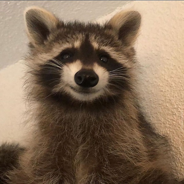 oshi | TikTok, Twitch | Linktree