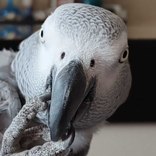 Cosmo The Funny Parrot | Linktree