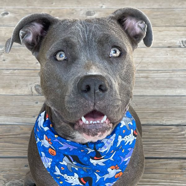 @sierra_pitbull | Linktree