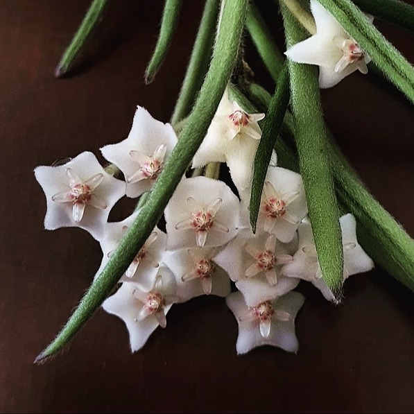 @plant.tr | Linktree