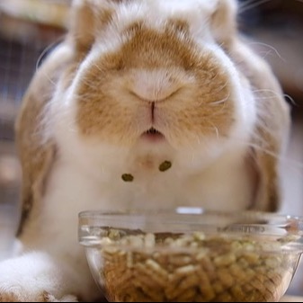 GAJUMARU🐰🌳 | Twitter, Instagram, TikTok | Linktree