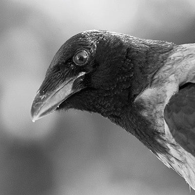 Krari_Crow | Instagram, Facebook | Linktree