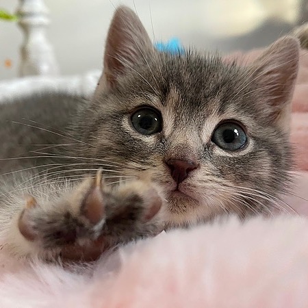 @three_queen_cats | Linktree