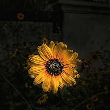 Sunflower Dreams | Linktree