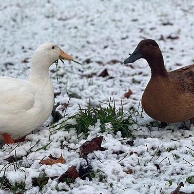 Pecker and Lucky the ducks | Linktree