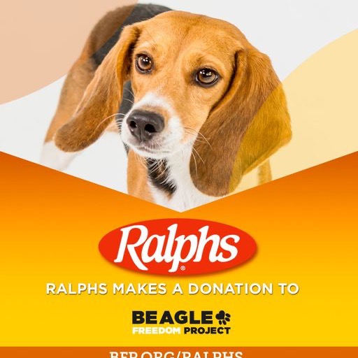 Beagle Freedom Project | Twitter, Instagram, Facebook | Linktree