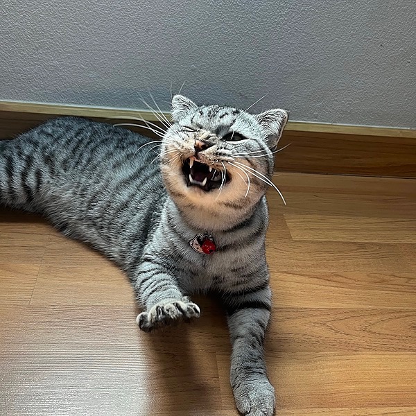 nunu_cutecat | Instagram, Facebook, TikTok | Linktree