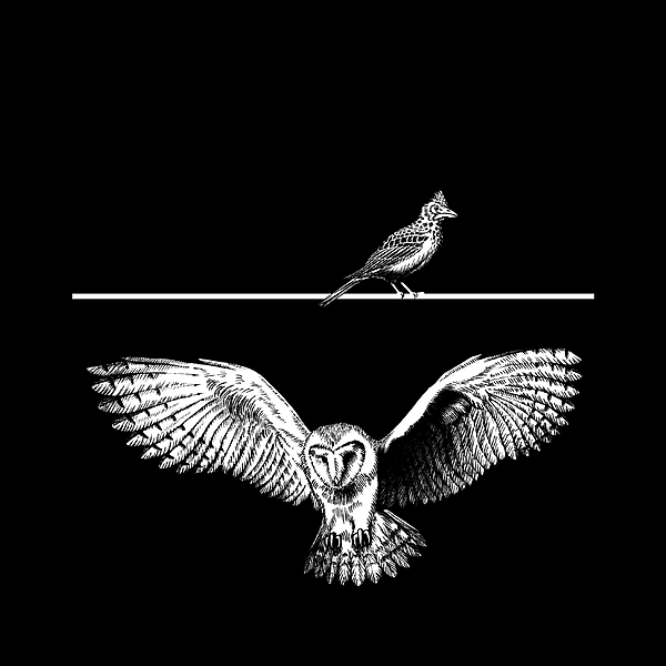 Owl & Lark | Linktree