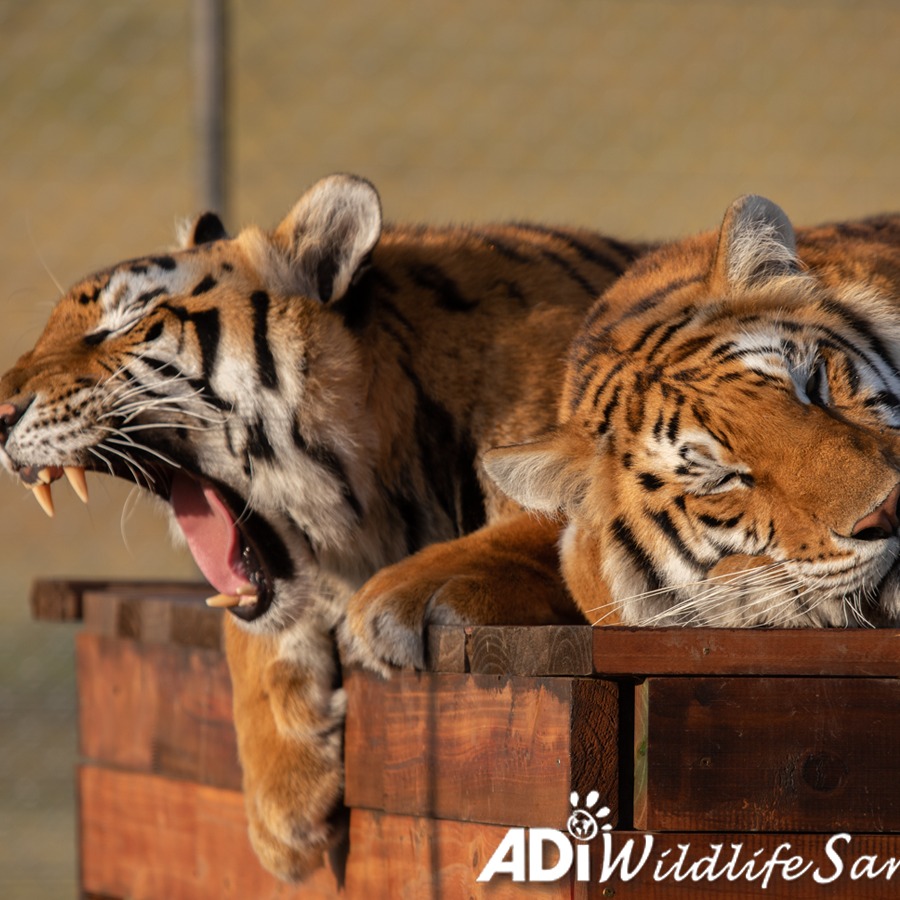 @animal_defenders_international | Linktree