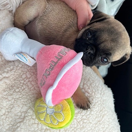 Pug Life of Cosmo | Twitter, Instagram, TikTok | Linktree