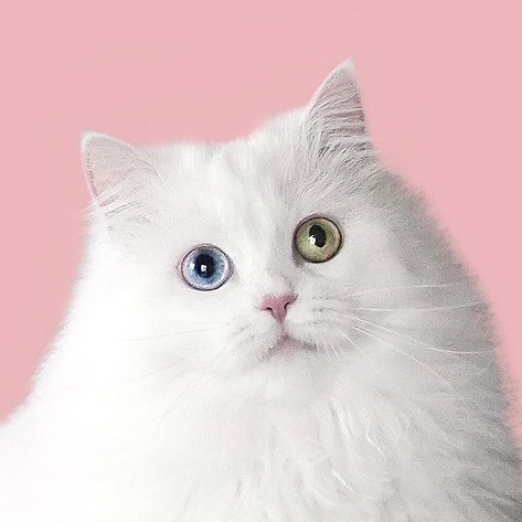 🐾Mia The Cat🐾 | Twitter, Instagram, TikTok, Twitch | Linktree