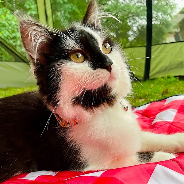 Phoebe the CH Kitty | Instagram, TikTok | Linktree
