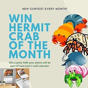 Hermit Crab | Linktree