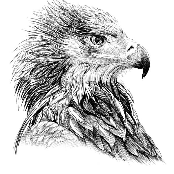 zayn_hawk | Twitter, Instagram | Linktree