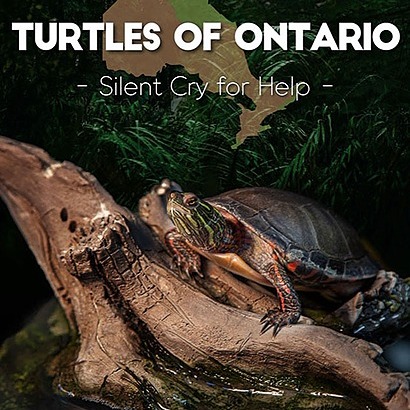 Heart Lake Turtle Troopers | Twitter, Instagram, Facebook | Linktree