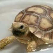 Sulcata Tortoise Care | Linktree