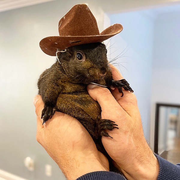 Peanut the Squirrel | Twitter, Instagram, Facebook, TikTok | Linktree