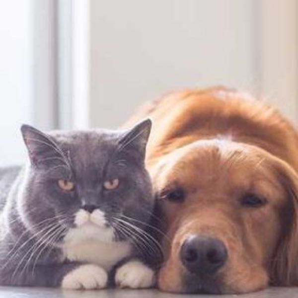 All Things Dogs Cats | Instagram | Linktree