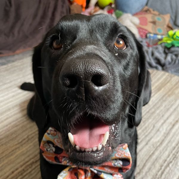 Shadow the Labrador | Instagram | Linktree