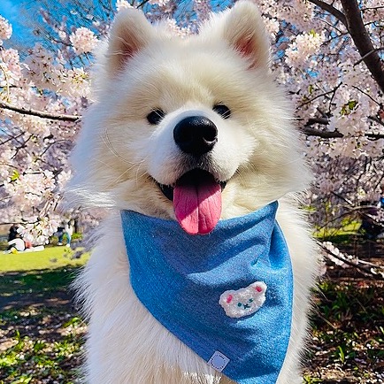 Little Bear Lumi | Instagram, TikTok | Linktree