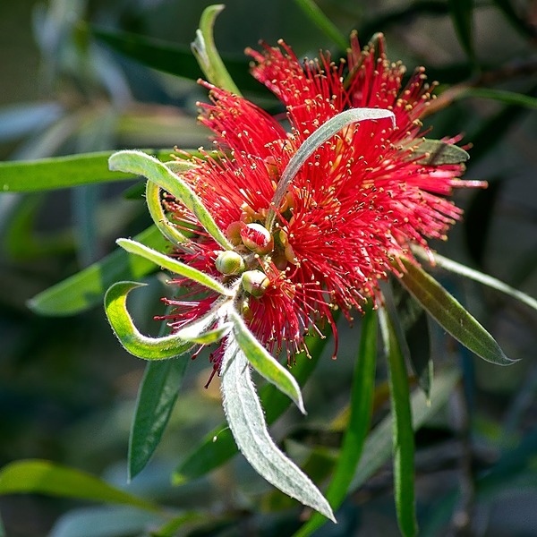 Geelong Regional Libraries | Twitter, Instagram, Facebook | Linktree