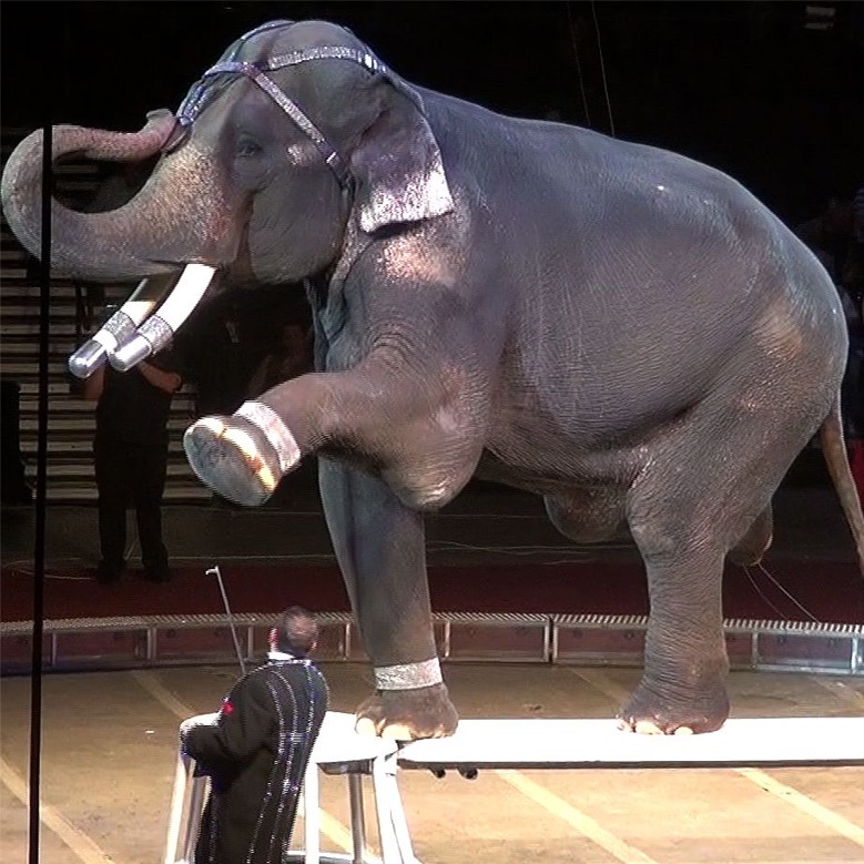 @animal_defenders_international | Linktree