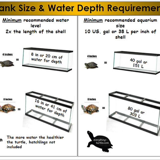 Everything-Turtles.com | Linktree