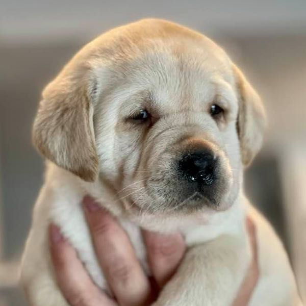 Atlas Labradors LLC | Instagram, Facebook, TikTok | Linktree