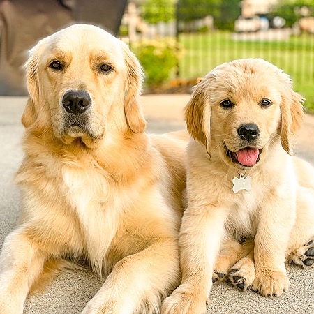 Archie & Ivy the Goldens | Linktree