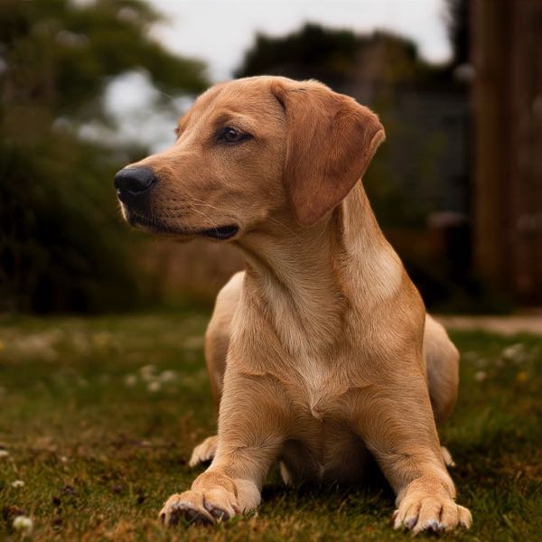 Assistance Dog Archer | Linktree