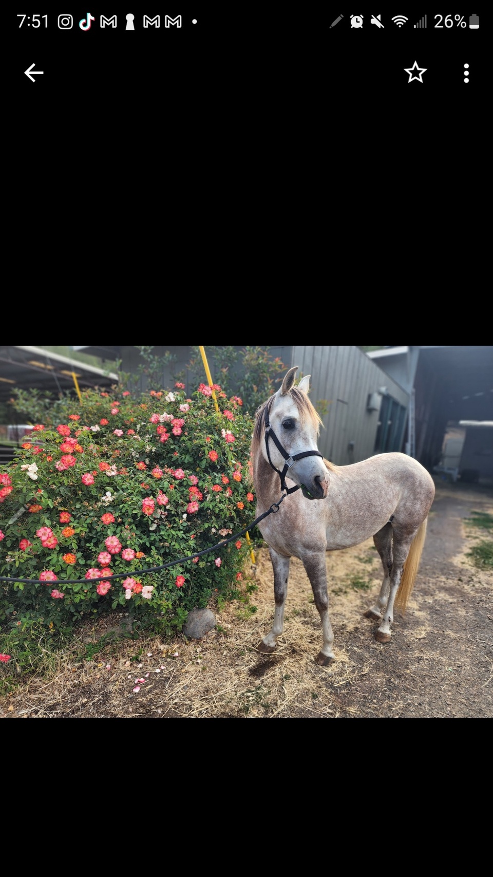 Dainty Rascal | Linktree